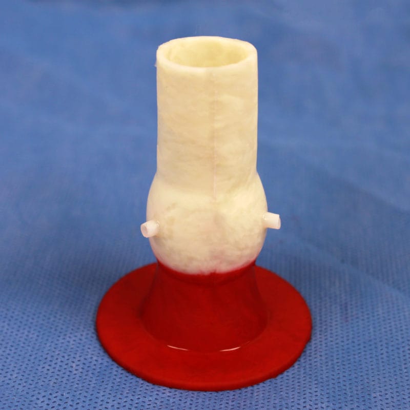 Aortic Valve Model – LifeLike BioTissue