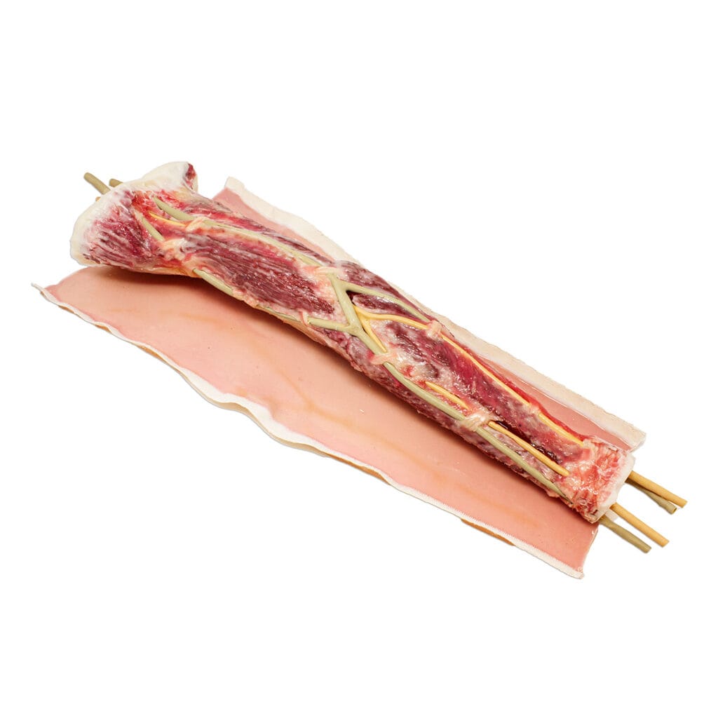 LifeLike Shunt Arm Simulator - LifeLike BioTissue