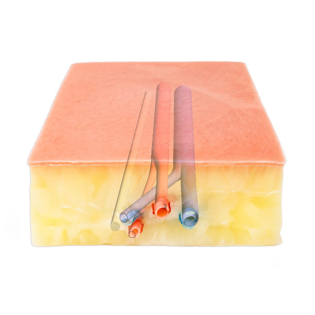 Embedded Femoral Groin Model - LifeLike BioTissue