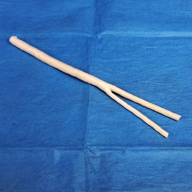 Bifurcated Femoral Artery – LifeLike BioTissue